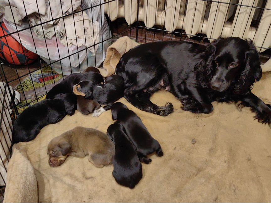 Русский спаниель щенки