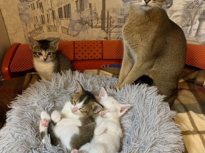 Котята от домашней абиссинской кошки