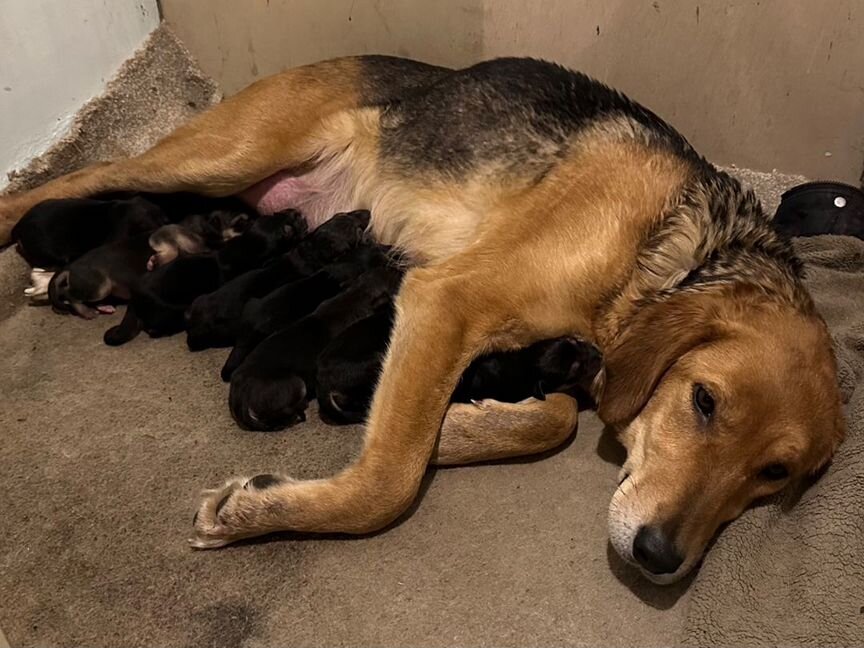 Русская гончая