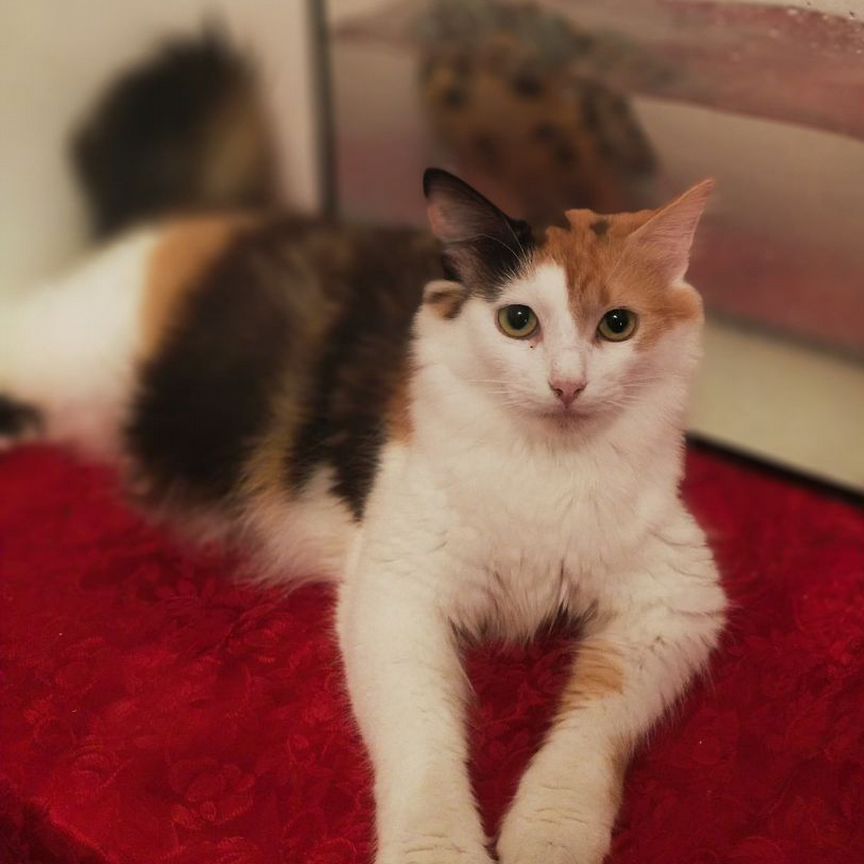 Кот кошка