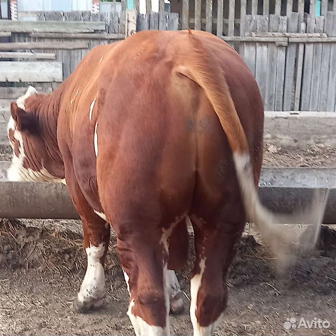 Бычок на племя