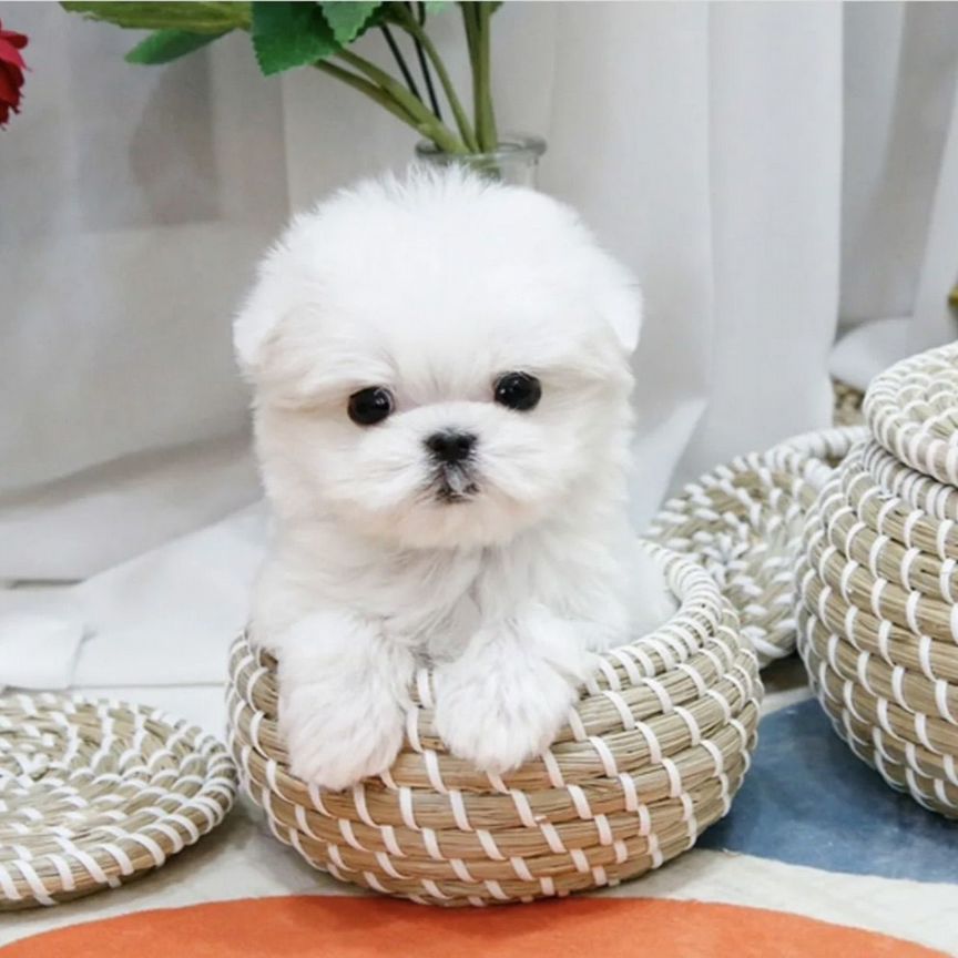 Мальтезе корейский тип