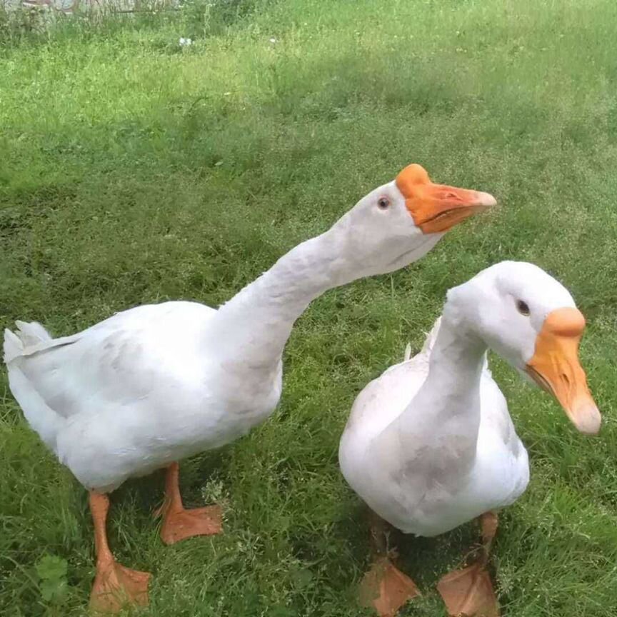 Продам гусей линда