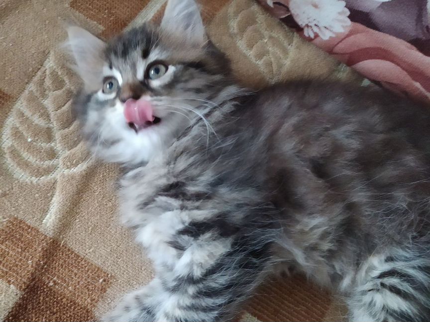 Кошки