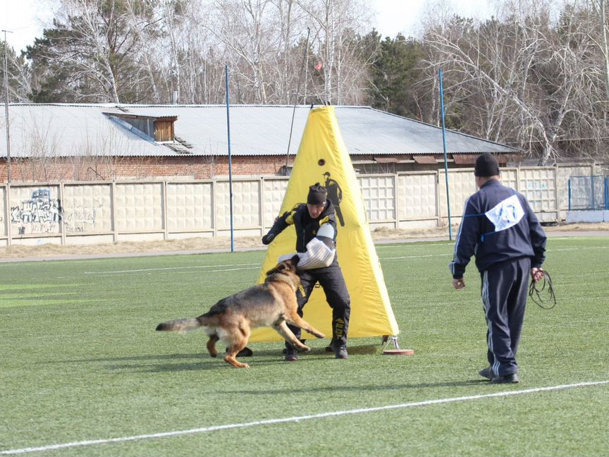 Щенки немцы от супер родителей с док-ми РКФ