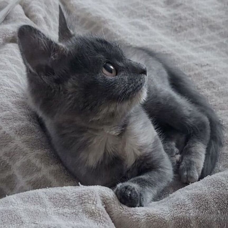 Котята в добрые руки бесплатно