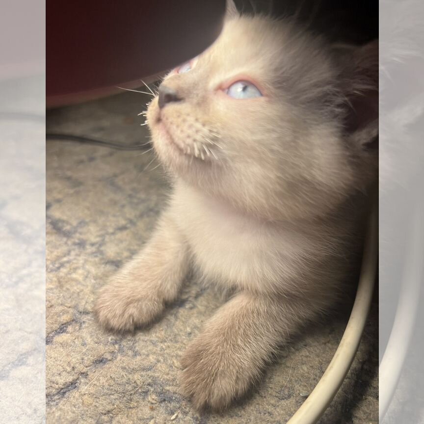 Сиамская кошка