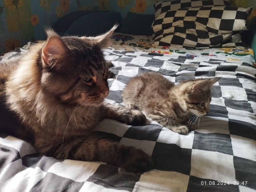 Котята мейн-кун метис