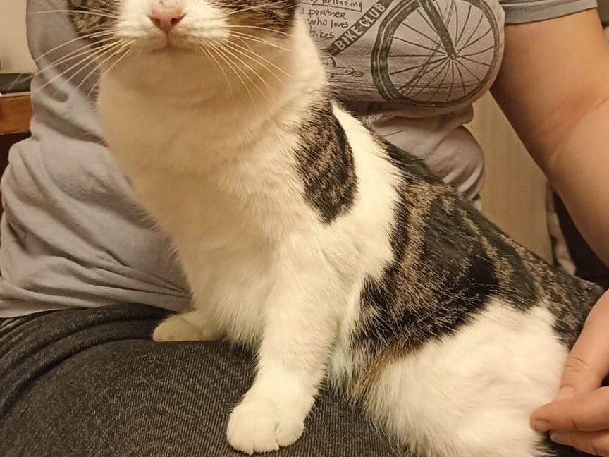 Кошка мегаласковая