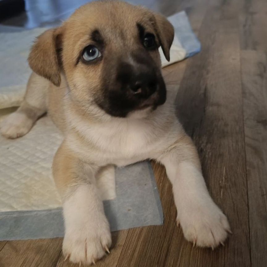 Джек-рассел-терьер, щенок