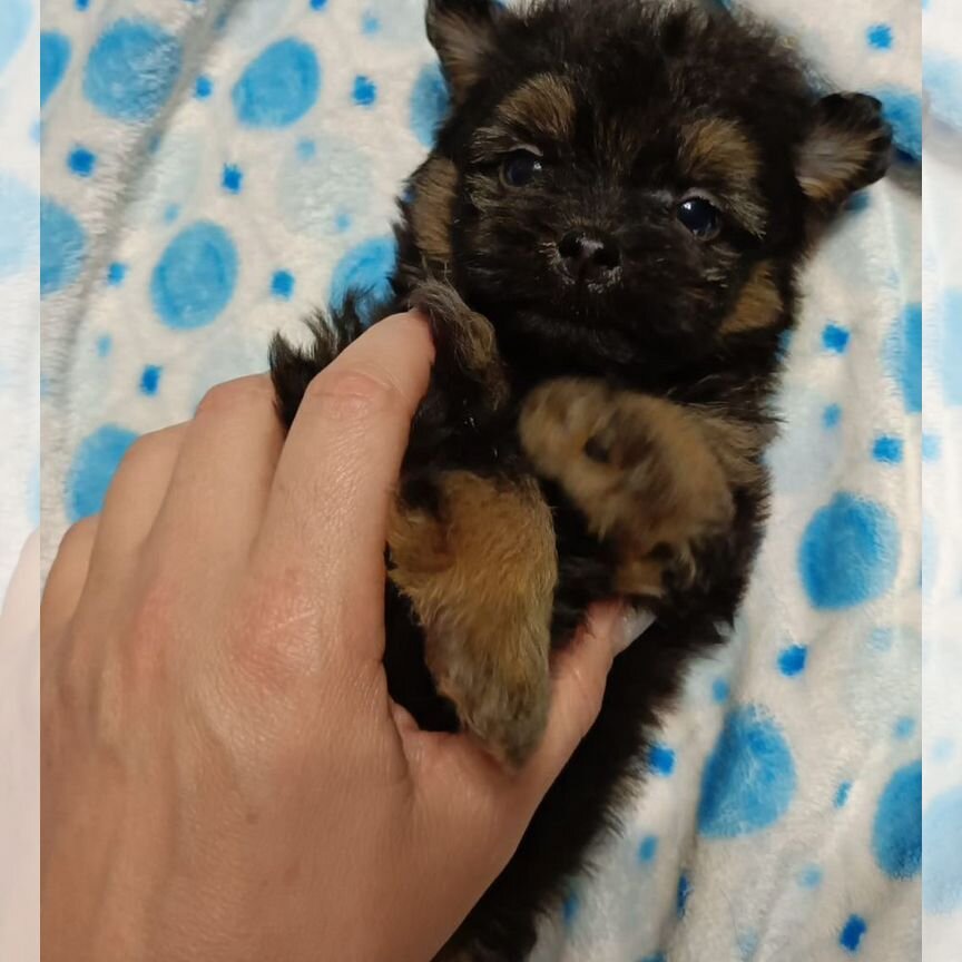 Мальтипу, щенок