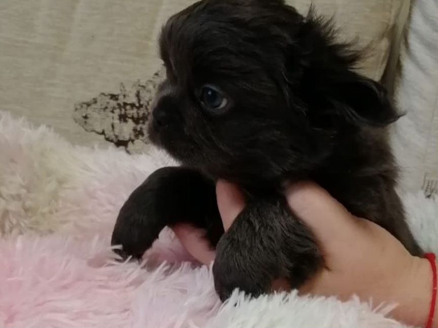 Чихуахуа мальчик длиношерстный