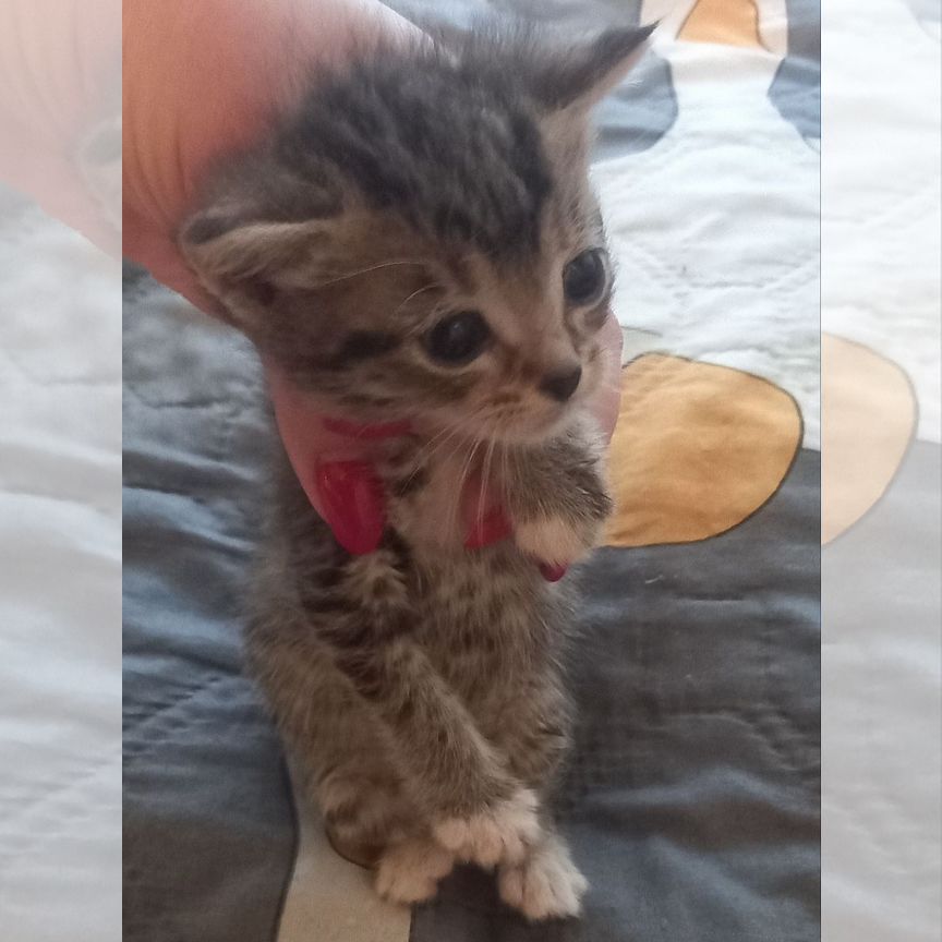 Котёнок от частного владельца