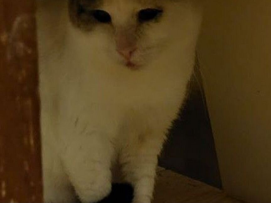 Печальный Котик Яша страдает без хозяев
