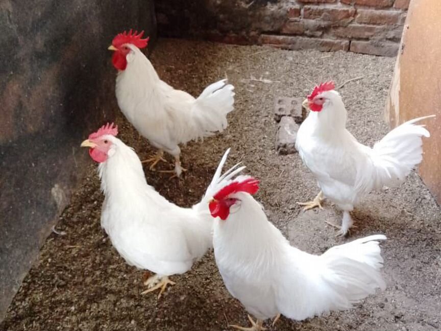 Молодые петухи