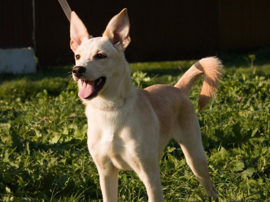 Собака в добрые руки