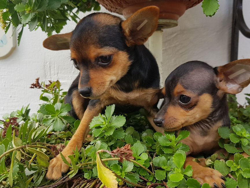 Той-терьеры Татоша и Какоша