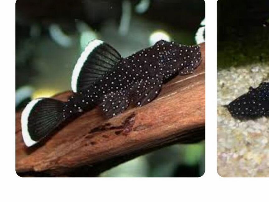 Мальки звезчеты