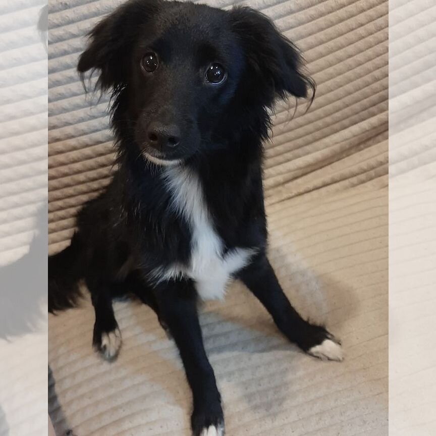 Найдена черная собака