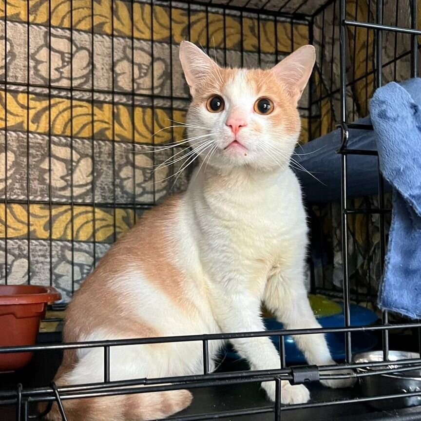 Котик Яша ищет дом