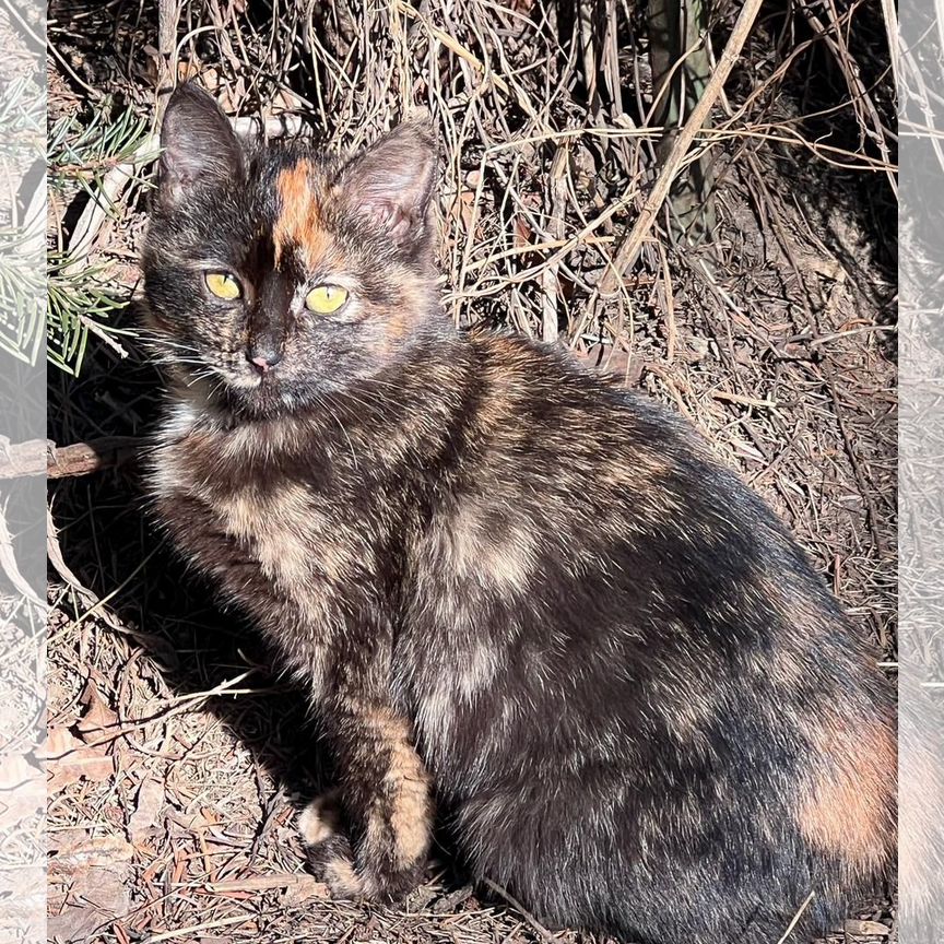 Котенок девочка трехцветная