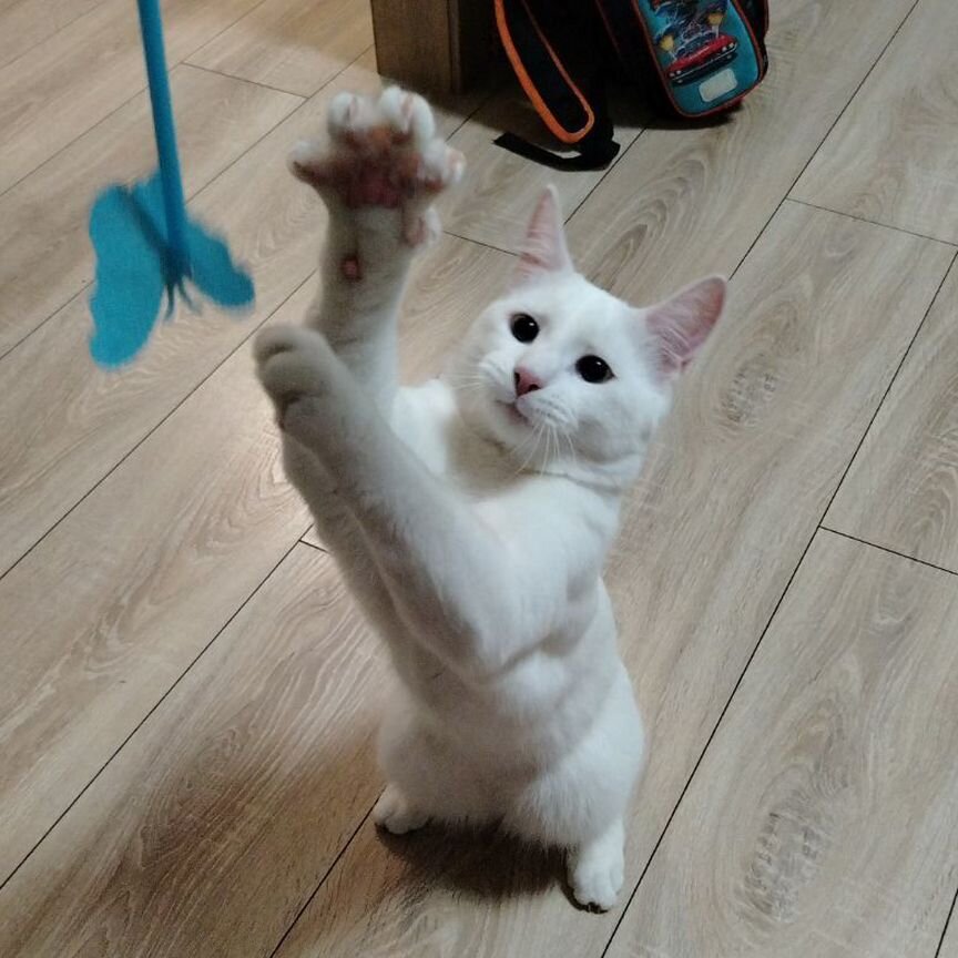 Котёнок