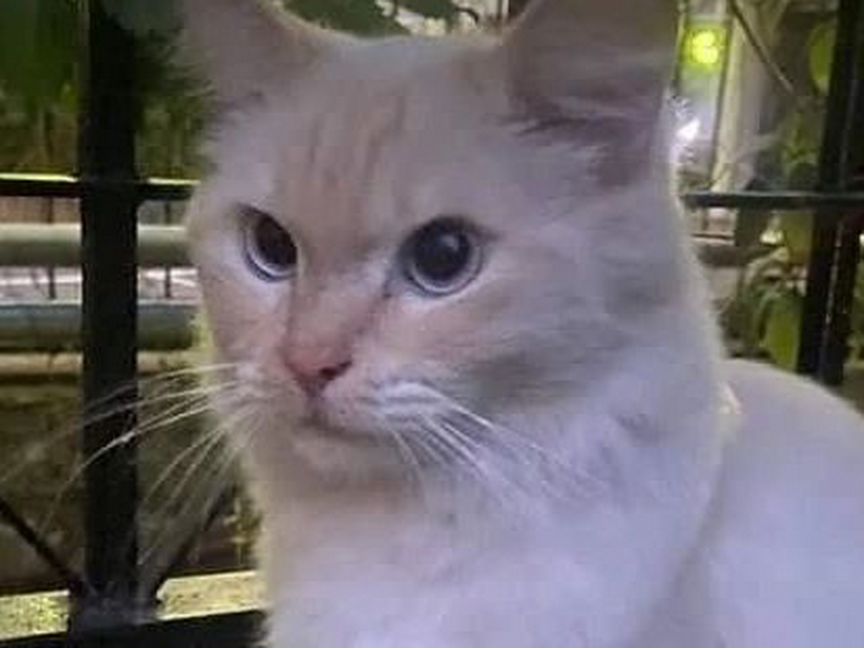 Найден новый скиталец голубоглазый котик Персик