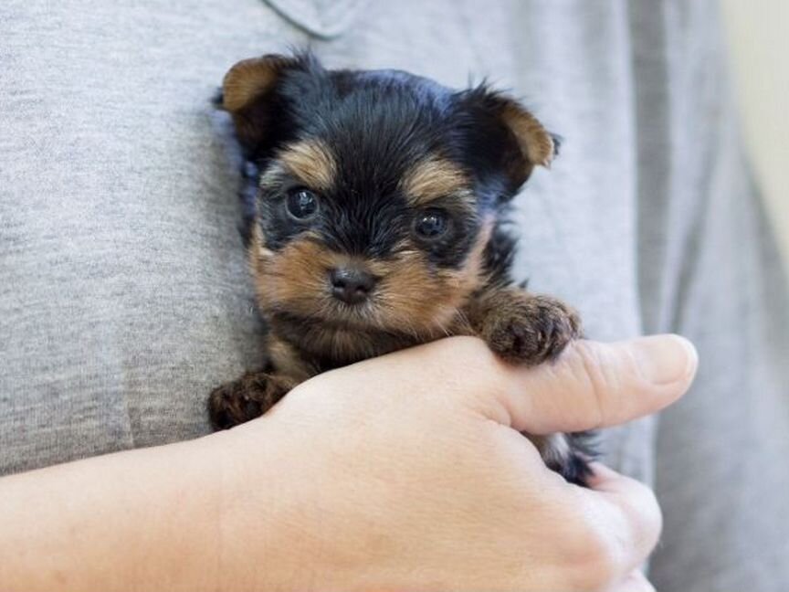 Щенки йоркширского терьера