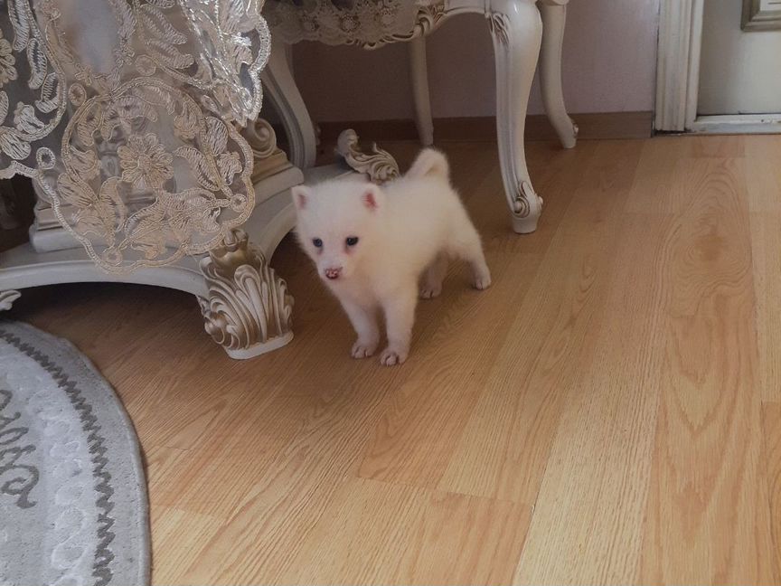 Маленькая собака