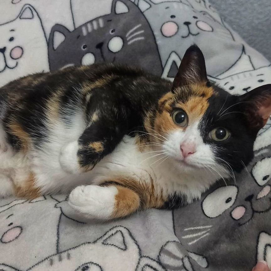 Взрослая кошка в добрые руки