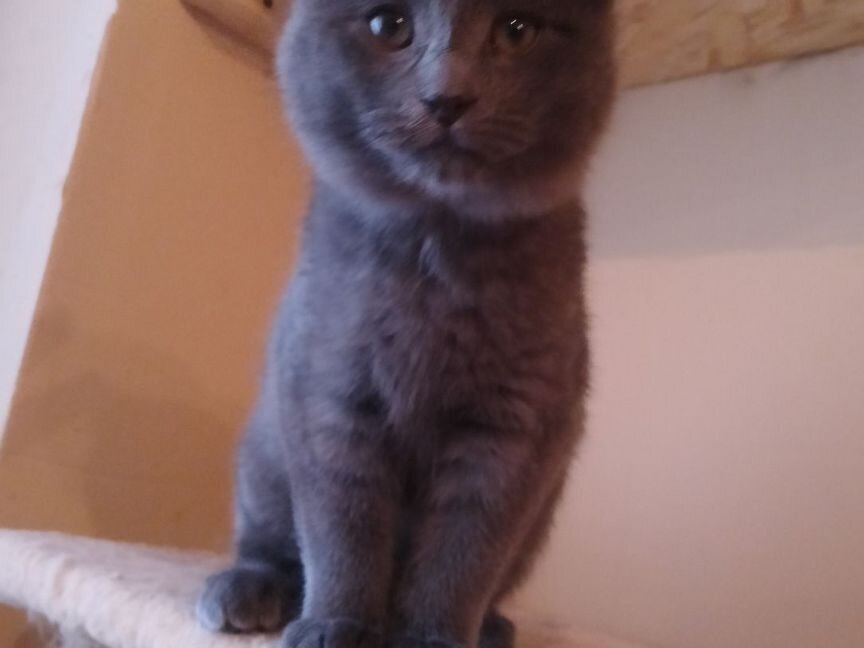 Котята мейн-кун