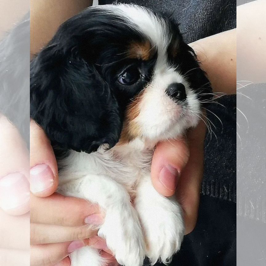 Кавалер кинг-чарльз-спаниель, щенок