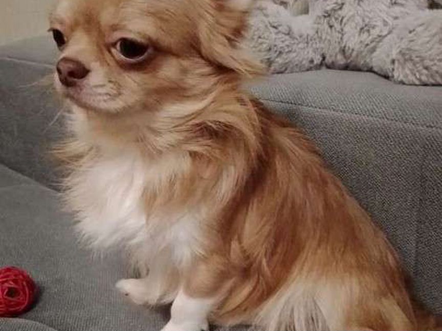 Рыжесоболиный мальчик подрощенный