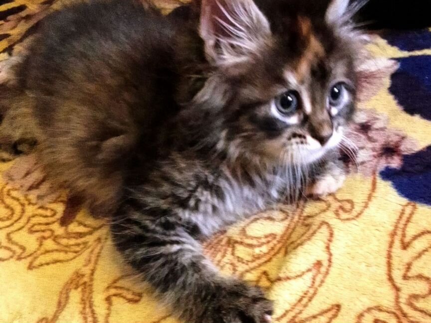 Сибирские пушистики