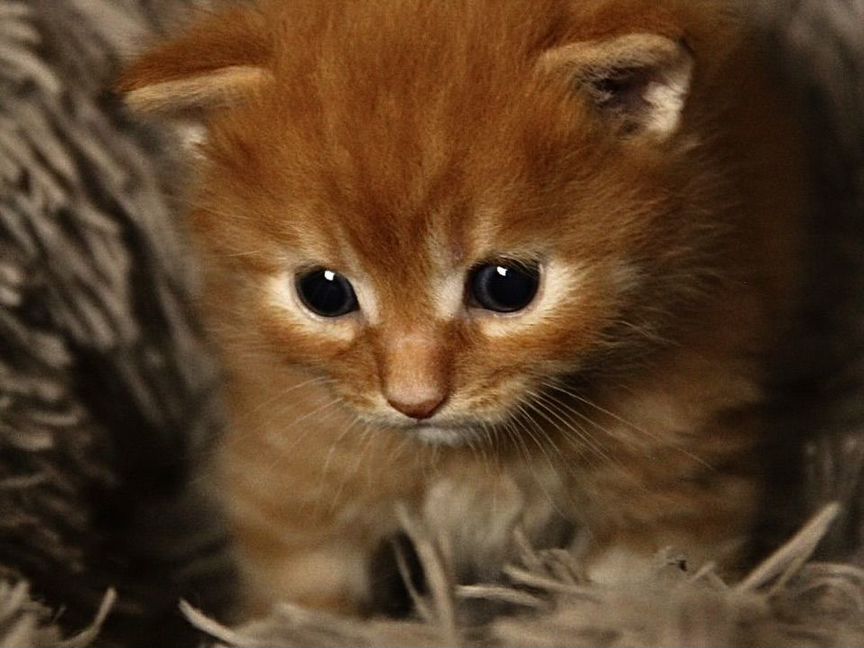 Котята мейн-кун