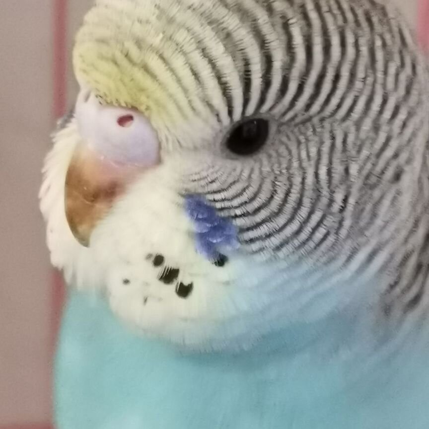 Волнистый попугай