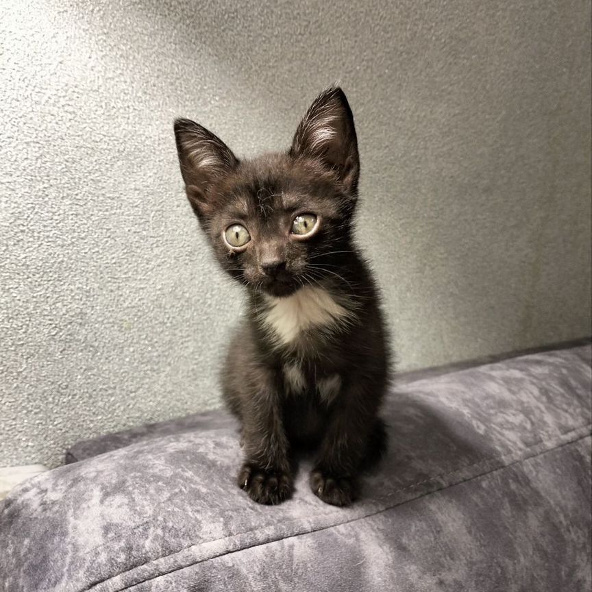 Багира маленький трактор)