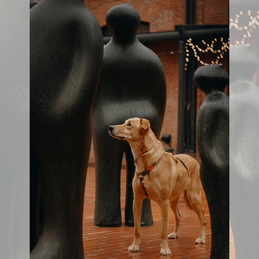 Лабрадор-ретривер, взрослая собака