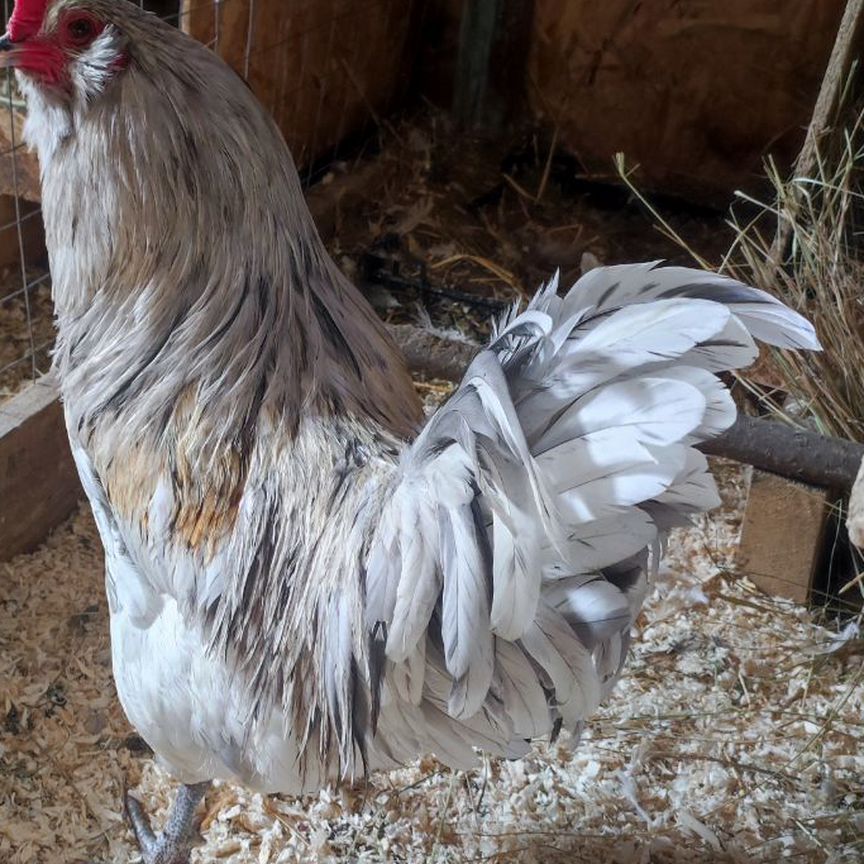 Петух амераукана