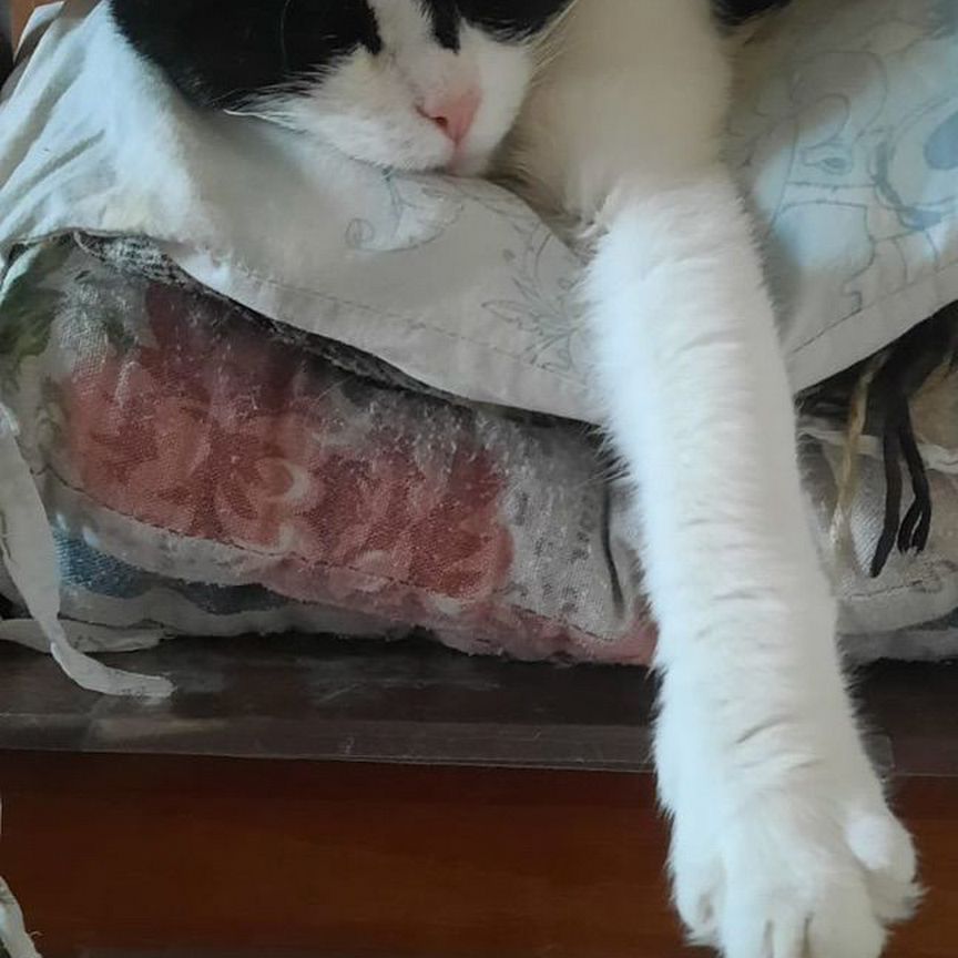 Кошечка 9 мес в дар