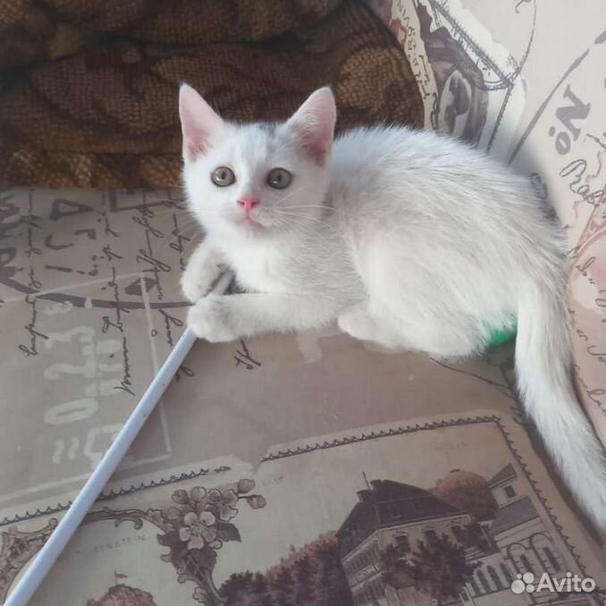 Белоснежки