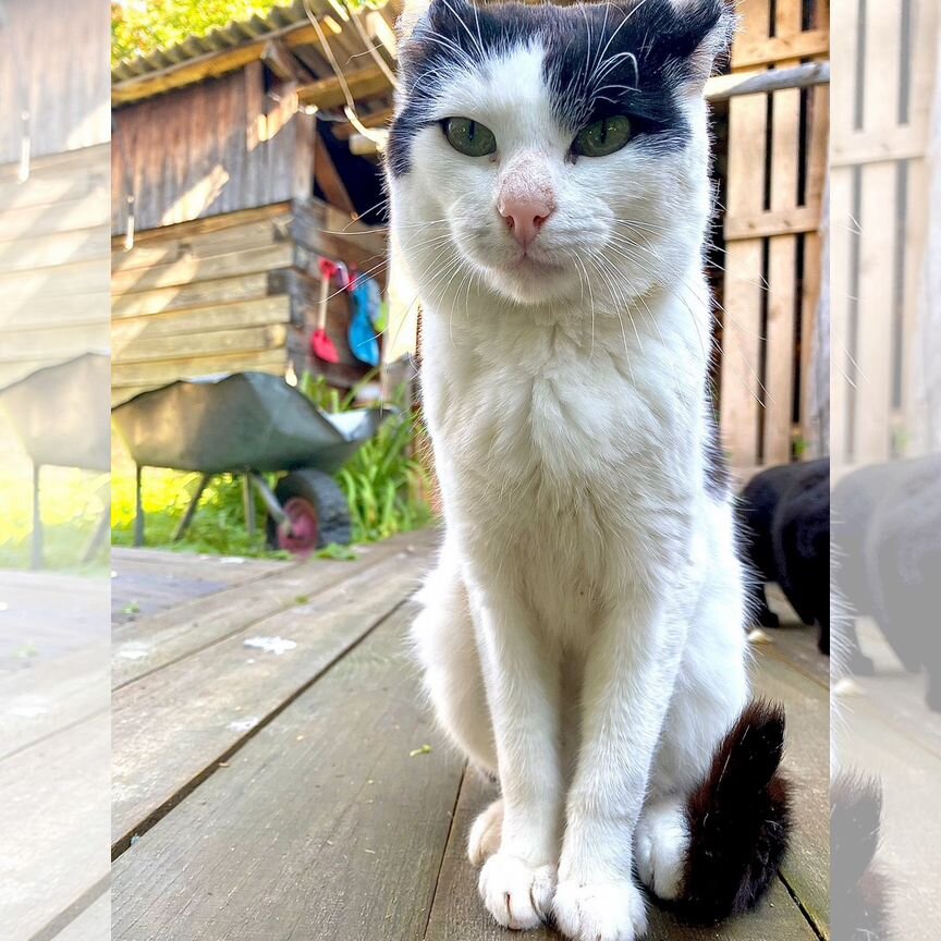 Кот по кличке "Кокос" в хорошие ласковые руки