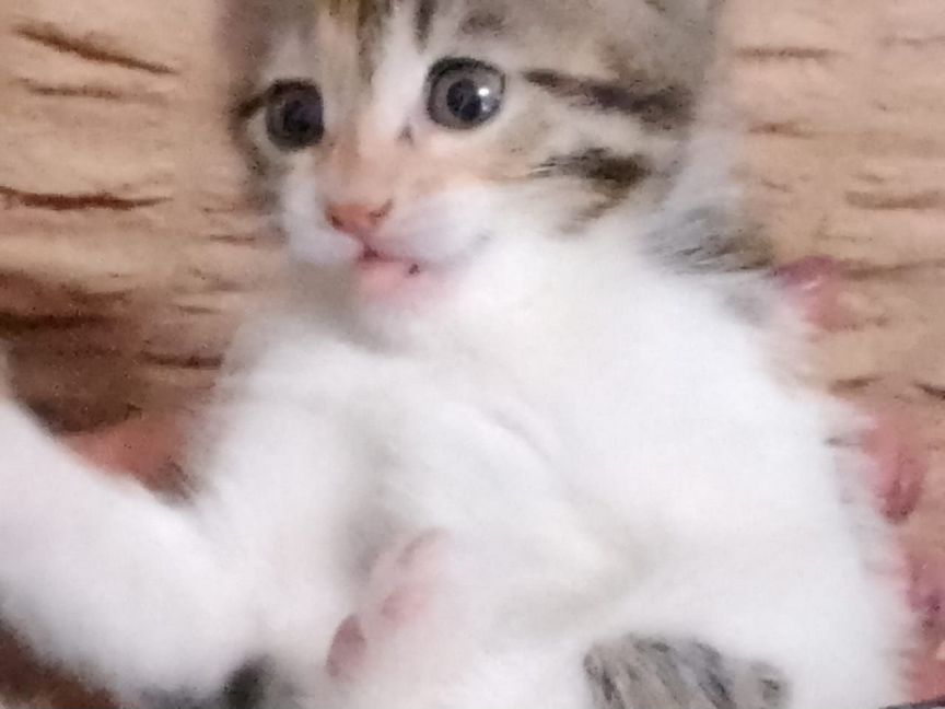 Отдам в хорошие руки котенка