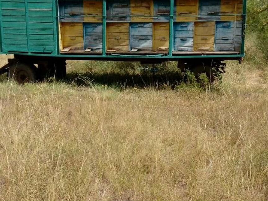 Ульи стационарные на платформе тракторной