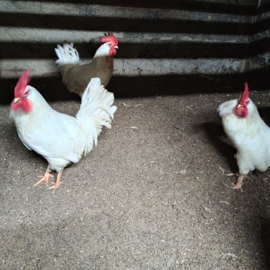 Петух леггорн