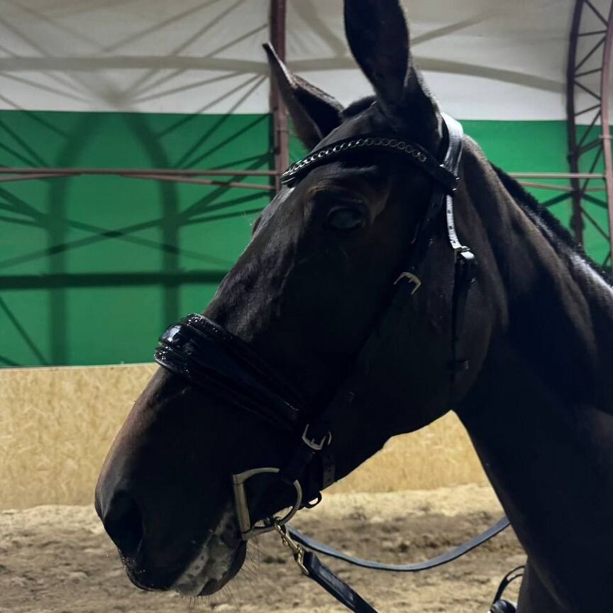 Уздечка для лошади full