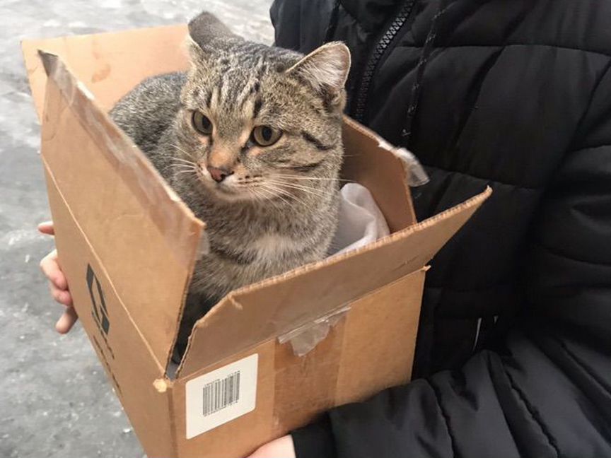 Найден котик,примерно 1год