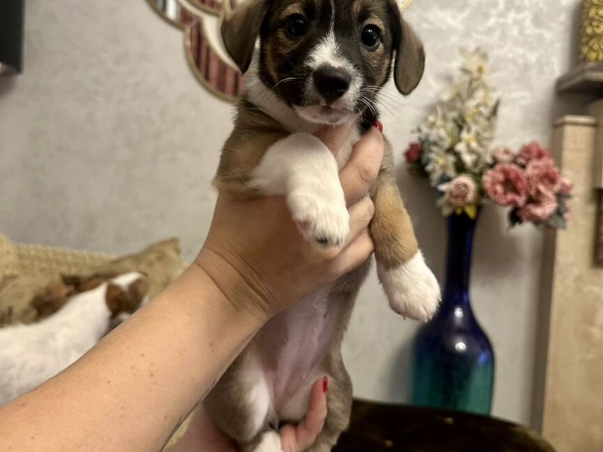 Щенок Джек рассел терьер