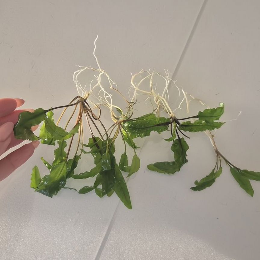 Криптокорина