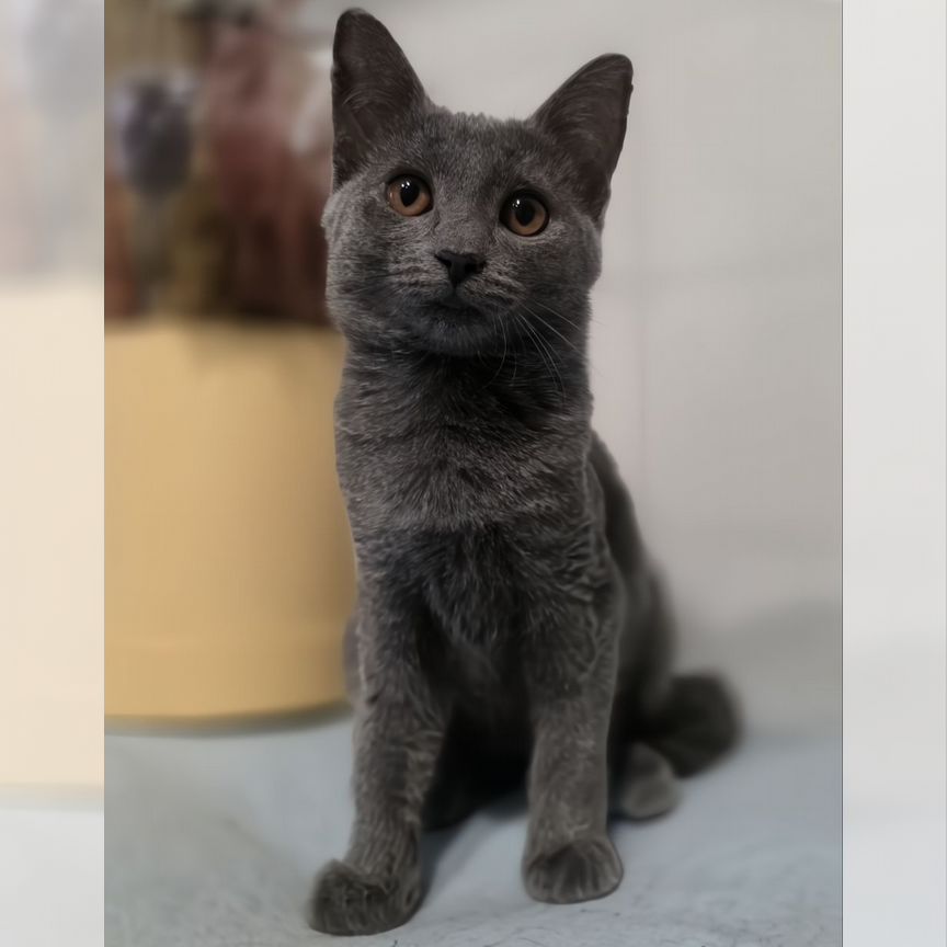 Русский голубой котёнок